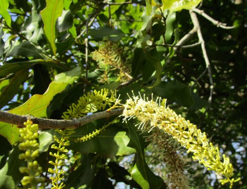 Queensland Macadamia (Macadamia ternifolia) · iNaturalist