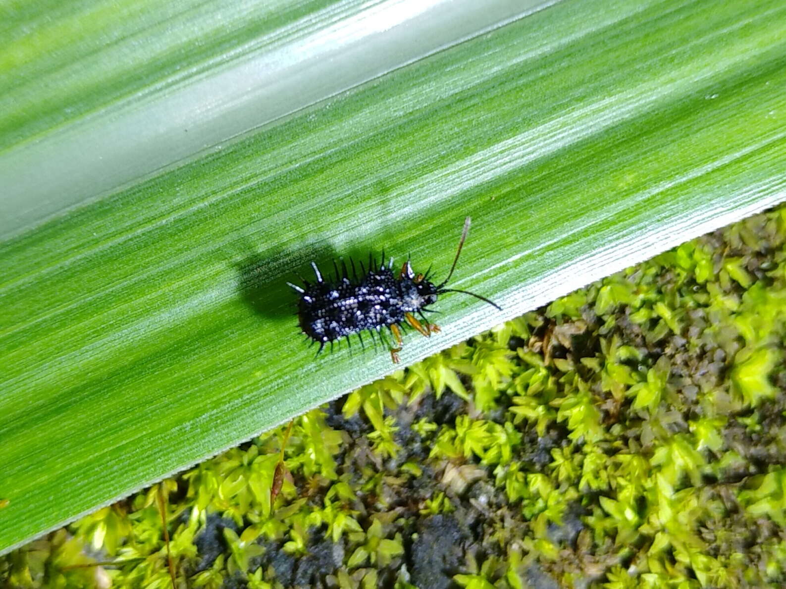 Dactylispa sauteri Uhmann, 1927