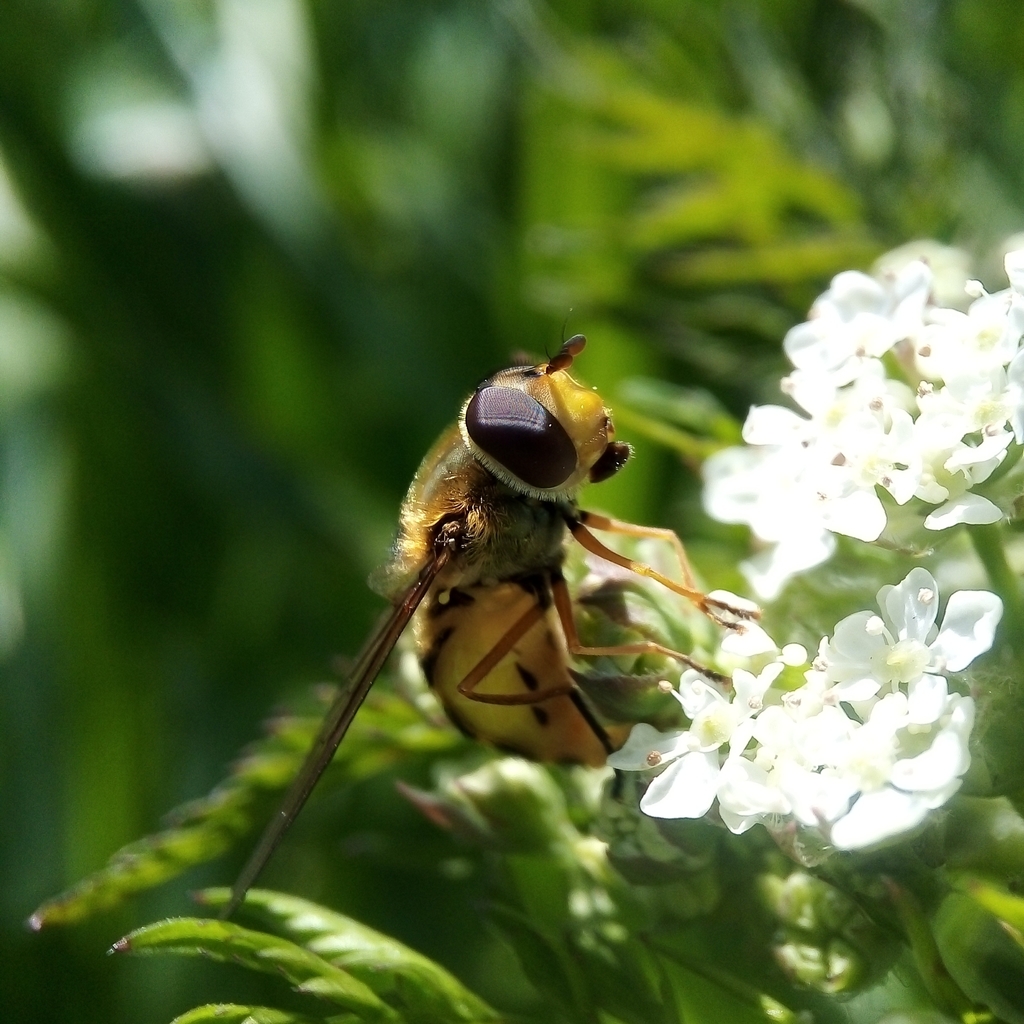 Common Flower Fly from 8300 Knokke-Heist, België on April 26, 2020 at ...