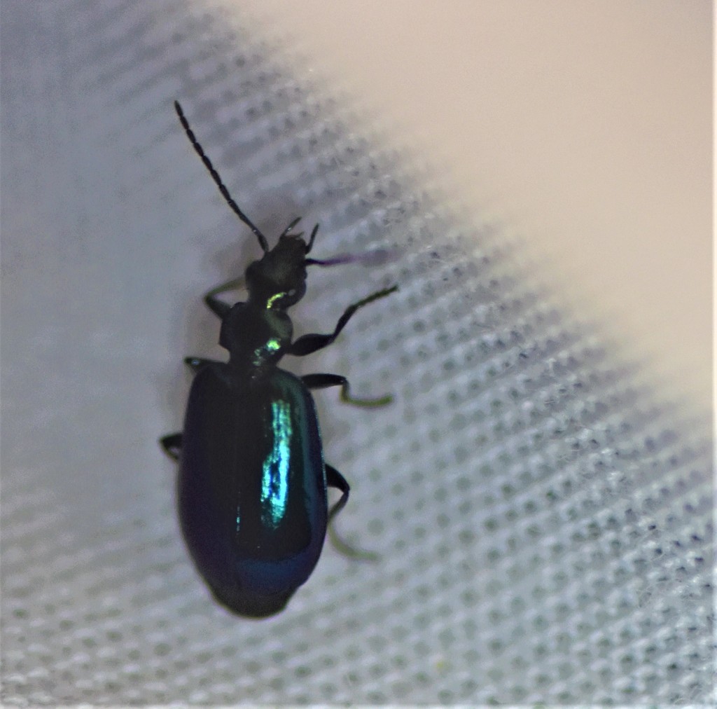 Flower Lebia Beetle from 26th Street NW, Winter Haven on April 25, 2020 ...