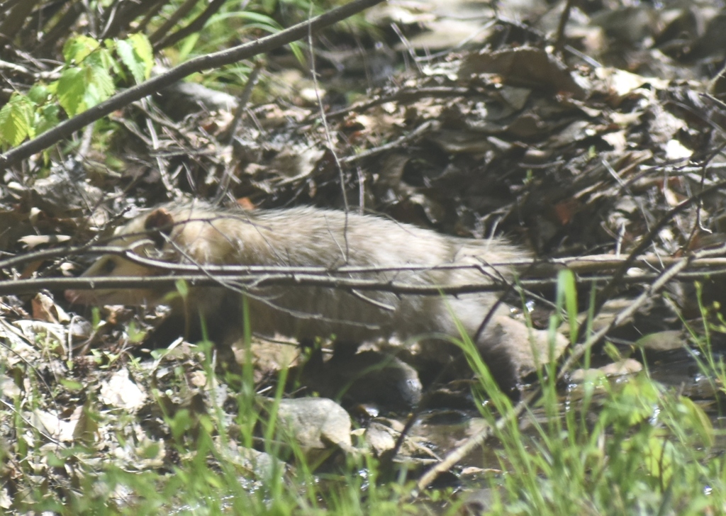 Virginia Opossum from Prince Edward County, VA, USA on April 19, 2020 ...