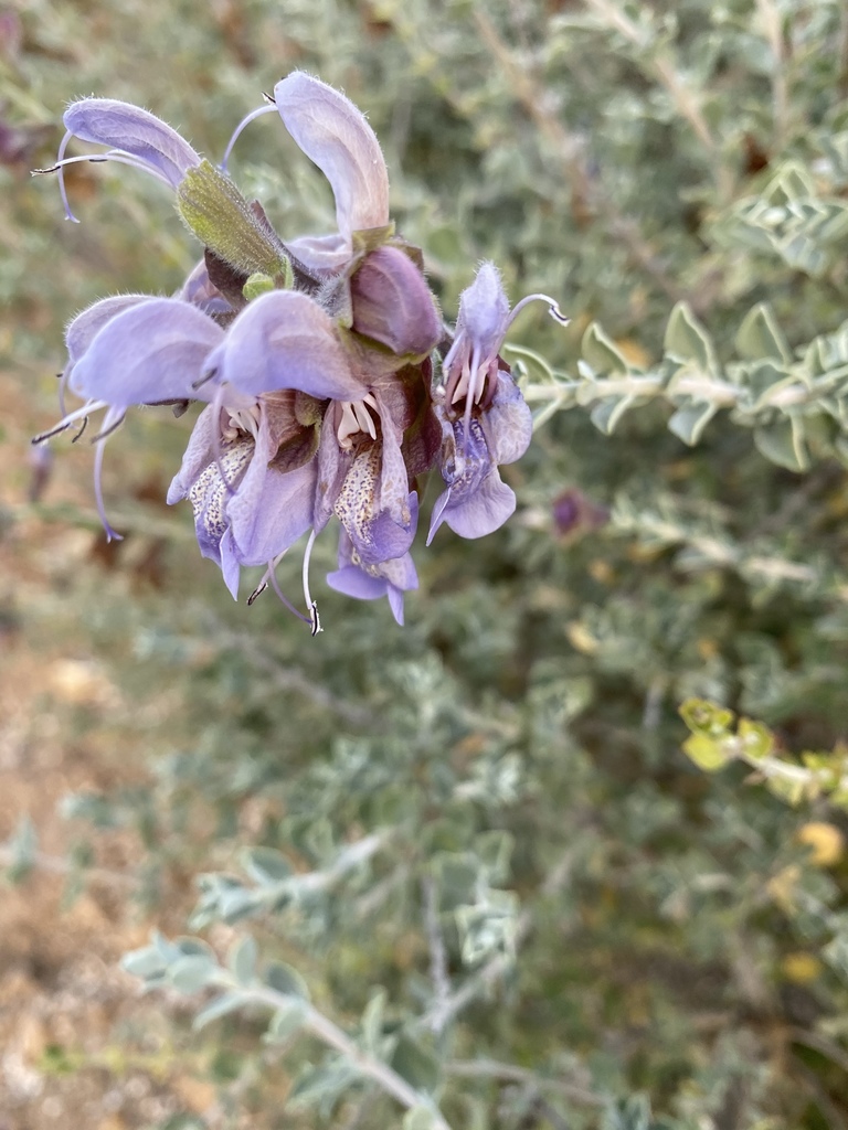 African Blue Sage from George, WC, ZA on April 26, 2020 at 05:33 PM by ...