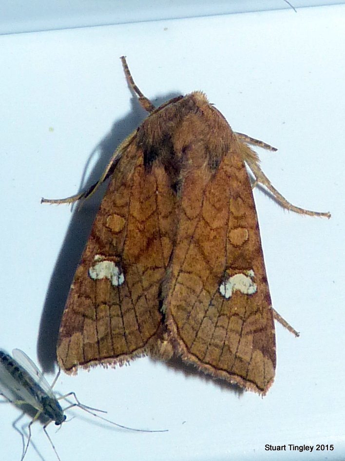 Ear Moths from Cormierville, Kent County, NB, Canada on August 4, 2015 ...