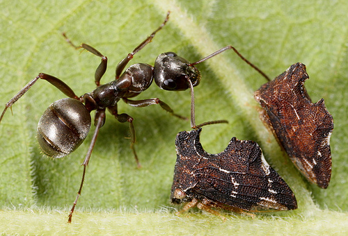 Black Carpenter Ant (Guide to the Seider Springs Insects!) · iNaturalist