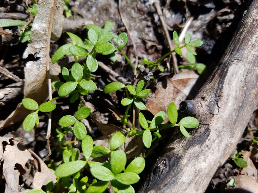 false mermaid (Floerkea proserpinacoides) - Botanical Realm