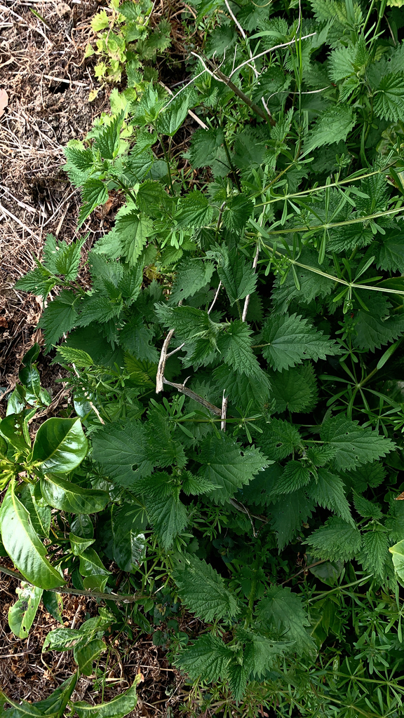 great stinging nettle from South Petherton on April 26, 2020 at 06:17 ...