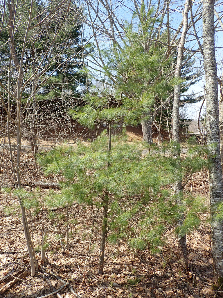 eastern white pine from Kings County, NS, Canada on April 26, 2020 at ...