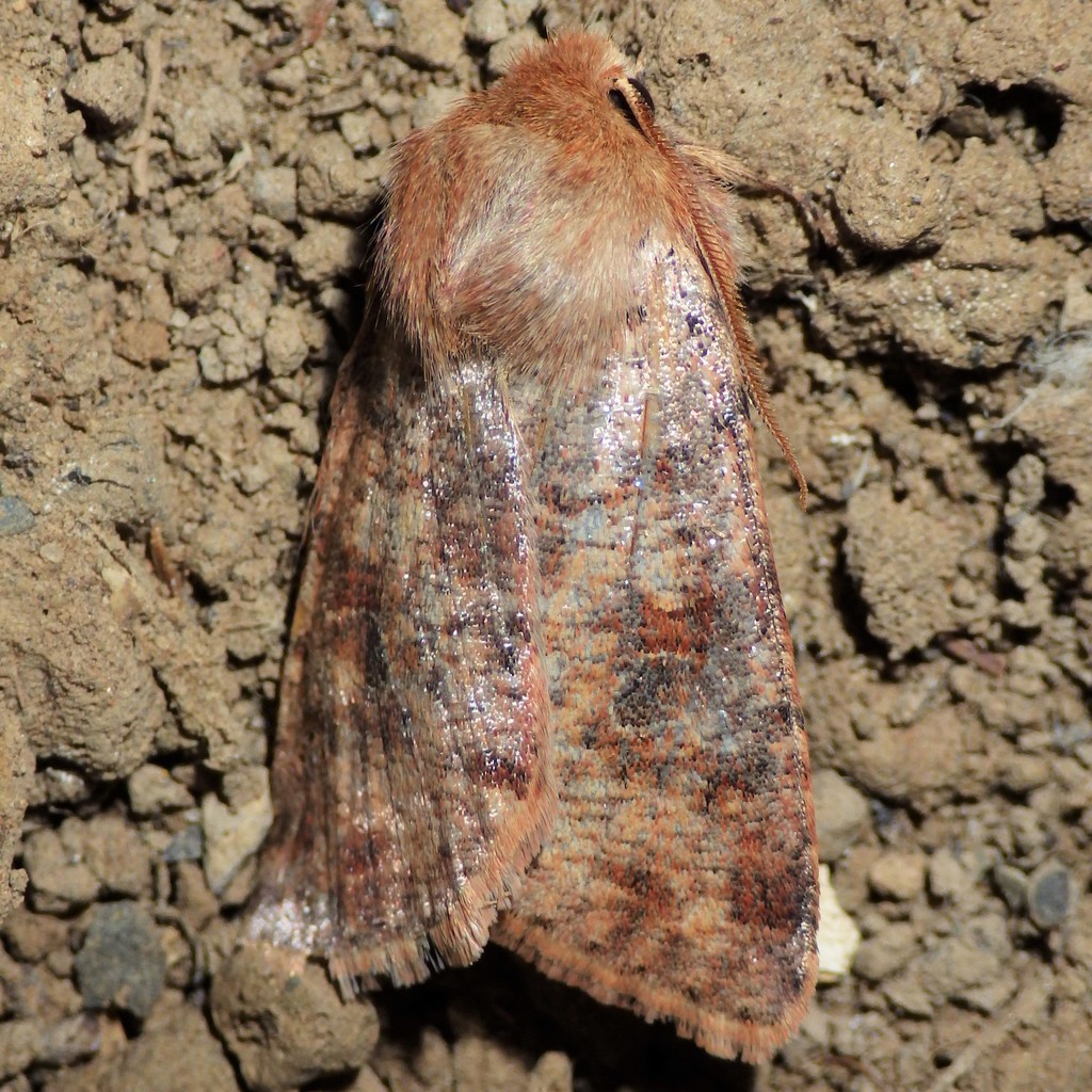Ruby Quaker from Schuyler County, NY, USA on April 24, 2020 at 09:16 PM by suegregoire. 10487 ...