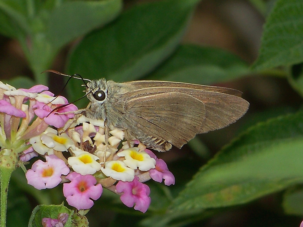 Brown Awl from Taiwan Kenting National Park on May 5, 2010 by Frank ...