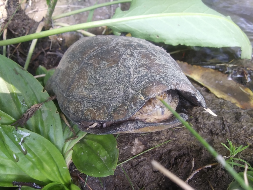 Mexican Mud Turtle from Nombre de Dios, Dgo., México on April 26, 2020 ...