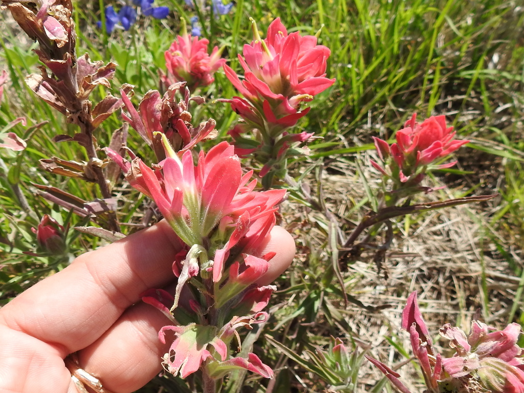 Hybrid Texas-Purple Paintbrush from Cedar Hill State Park, Texas on ...