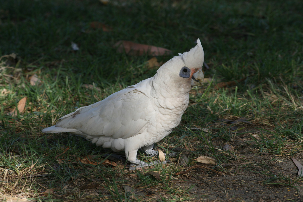 Western Corella (Charles Darwin Reserve Birds) · iNaturalist