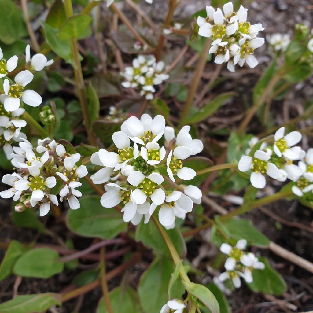 Cochlearia (Brassicaceae (Mustard) of the Pacific Northwest) · iNaturalist
