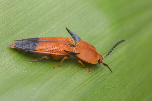 Genus Pachyderes · iNaturalist