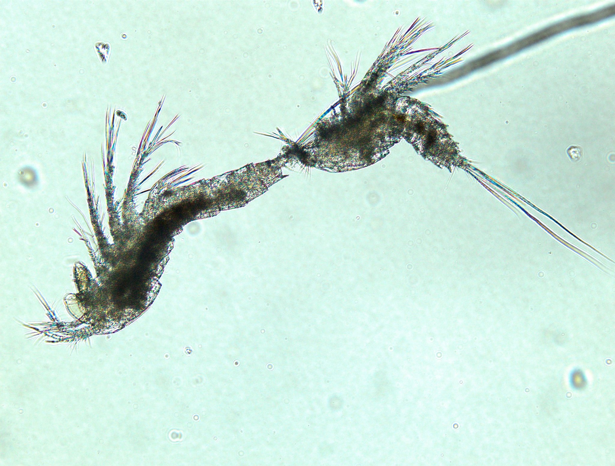 Canthocamptidae