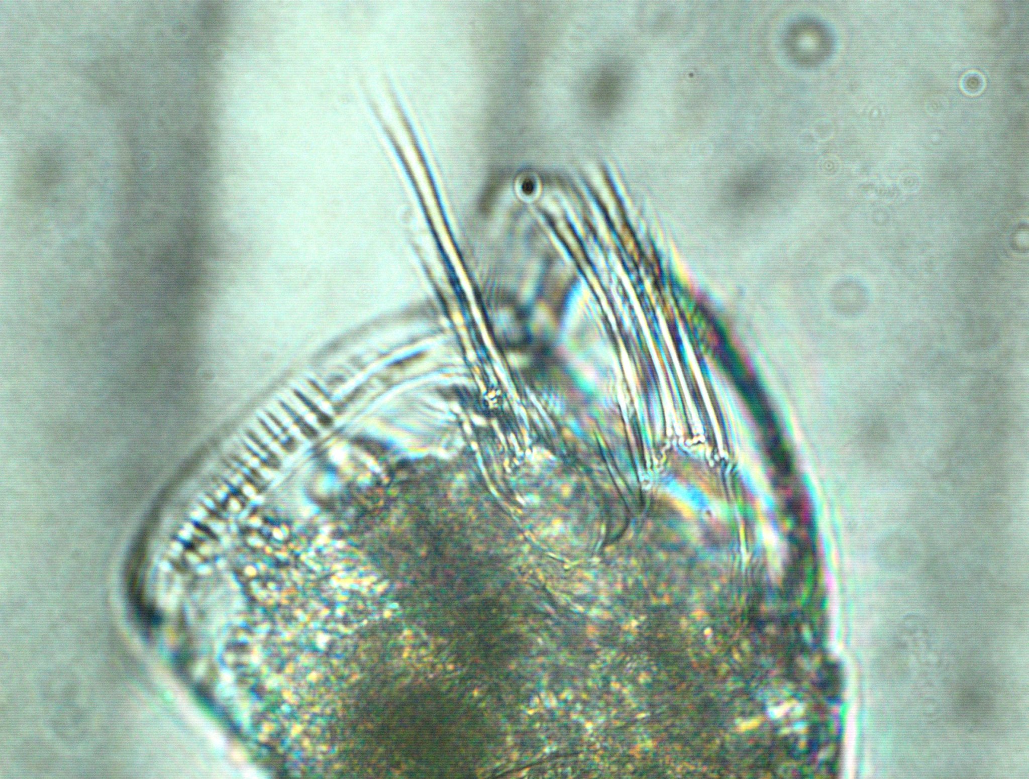 Canthocamptidae