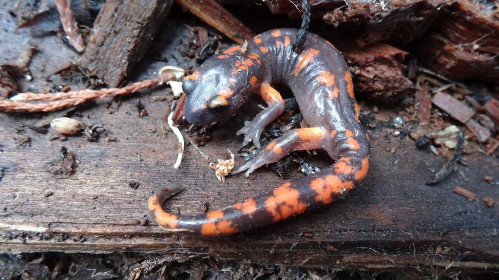 Sierra Nevada Ensatina from Tulare County, CA, USA on April 13, 2014 at ...