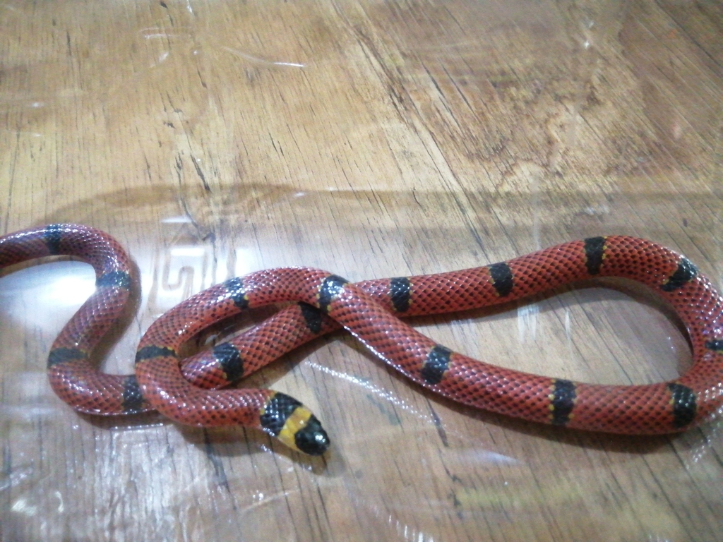 Variable Coralsnake (Micrurus diastema) - Snakes and Lizards
