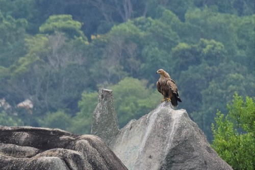 Eastern Imperial Eagle (Birds of Singapore) · iNaturalist