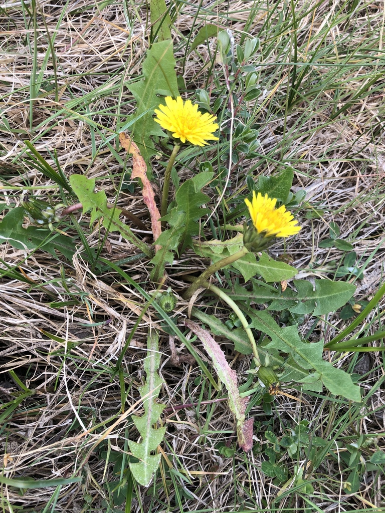 double-toothed dandelion (Taraxacum duplidentifrons) - Botanical Realm