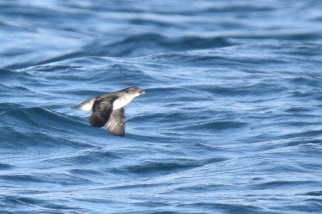 Common Diving Petrel (Pelecanoides urinatrix) - Avian Discovery
