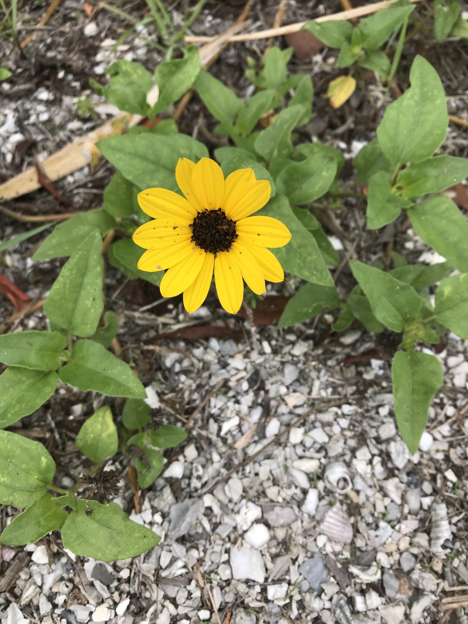 Helianthus debilis subsp. vestitus (E.Watson) Heiser