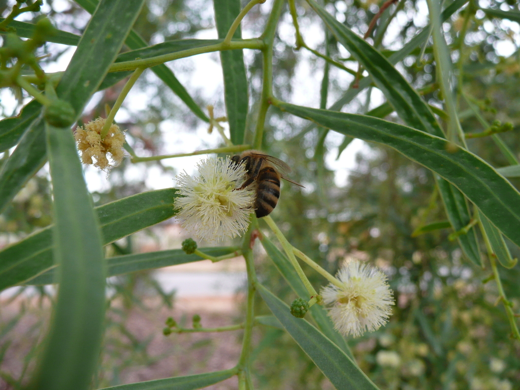 Willow Acacia (Plants of Goonderoo Bush Heritage Reserve ) · iNaturalist