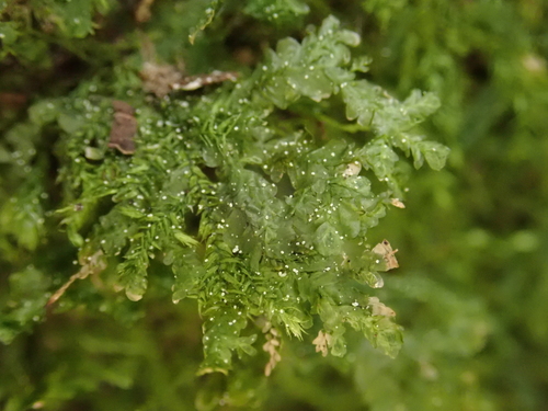 Neckera besseri · iNaturalist