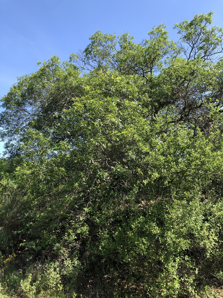 Buckley's oak (Wildlife and Wildflowers of Texas - Trees) · iNaturalist