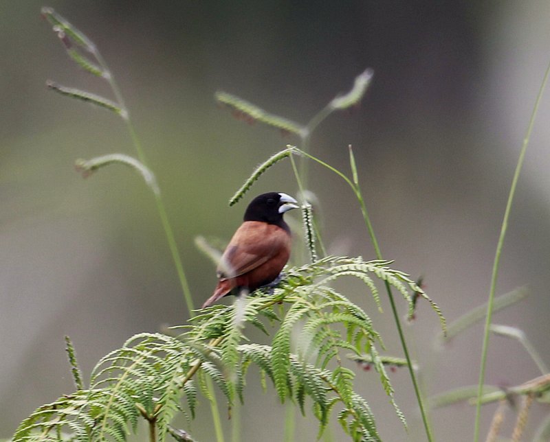 Chestnut Munia (Birds of Phillipines) · iNaturalist