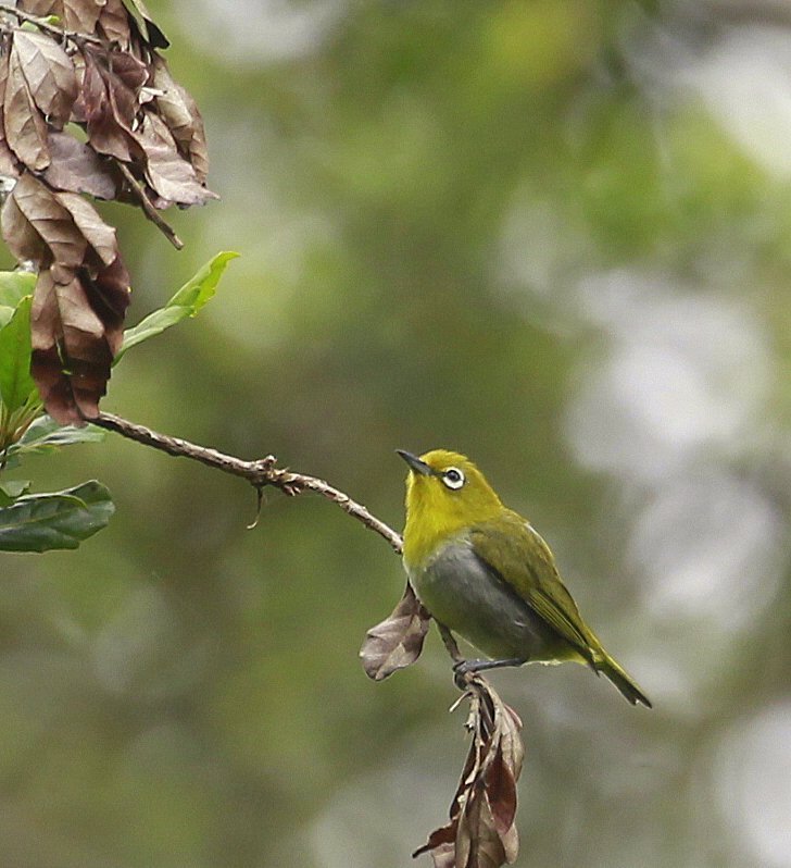 Mountain White-eye (Birds of Phillipines) · iNaturalist