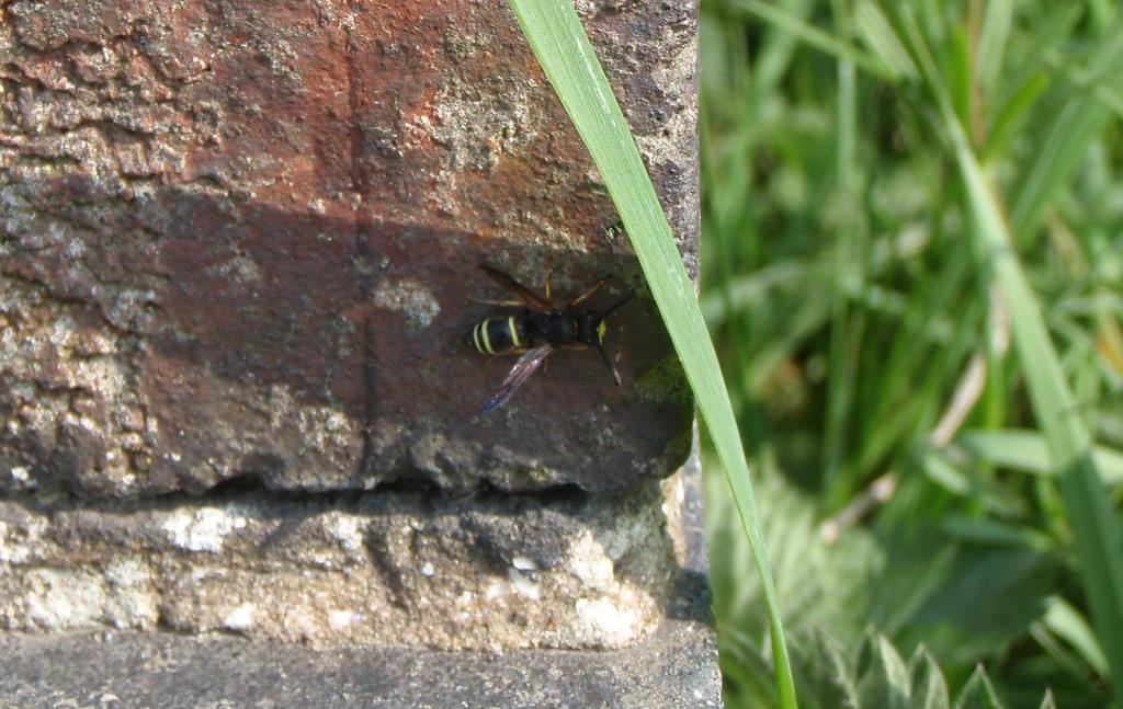 Potter and Mason Wasps from Merseyside, UK on April 25, 2020 at 03:16 ...