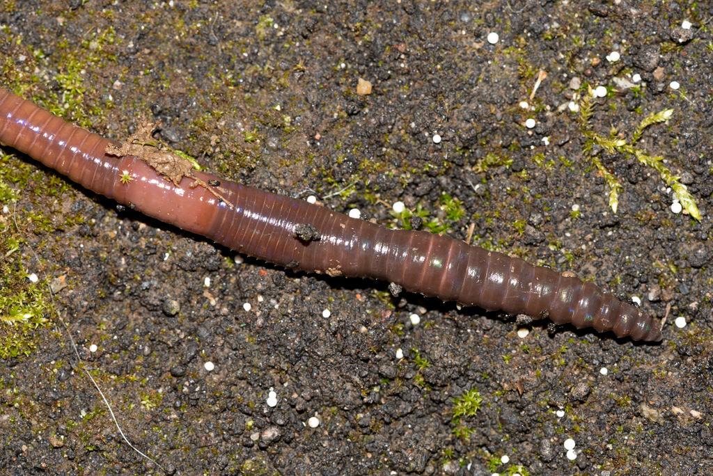 Common Earthworm from Королёв, Московская обл., Россия on April 26 ...