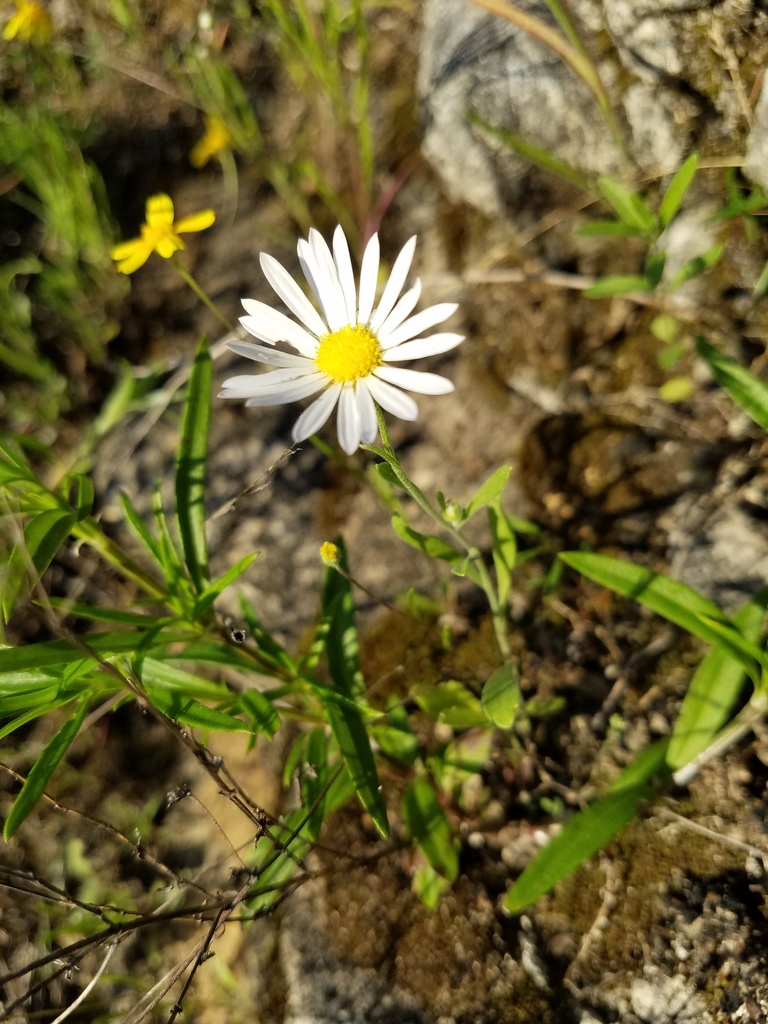 Arkansas Lazy Daisy from Grimes, Texas, United States on April 7, 2017 ...