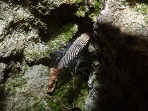 Agathylla lamellosa · iNaturalist