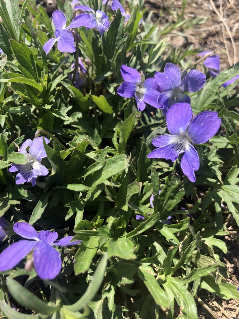 Prairie Violet from Hitchcock Nature Center, Honey Creek, IA, US on ...