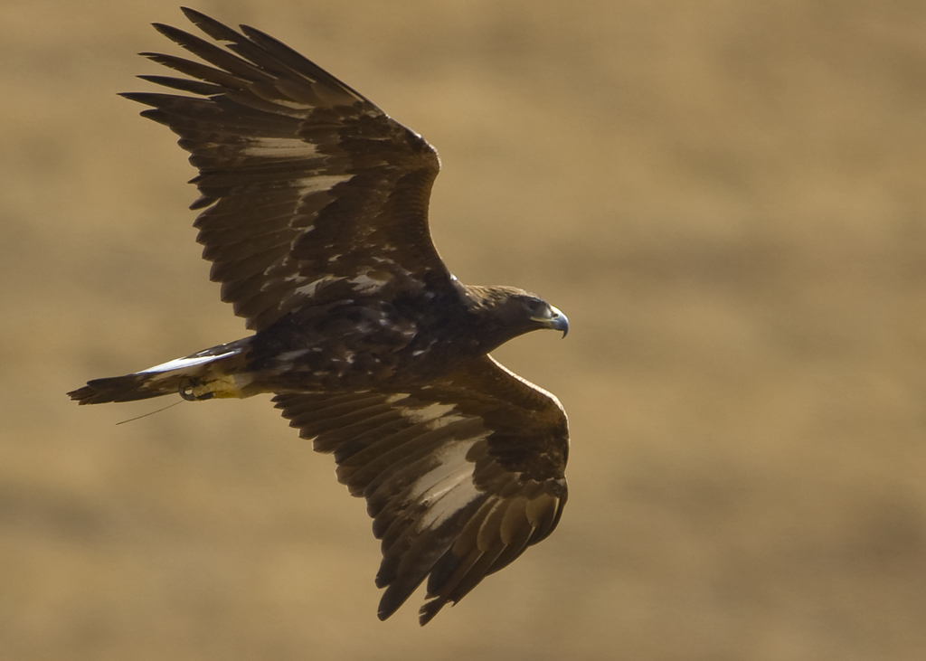 True Eagles (Aquila) - Avian Discovery