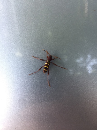 Observations by lupineladylearning · iNaturalist