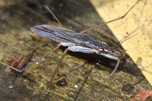 Gerris buenoi · iNaturalist