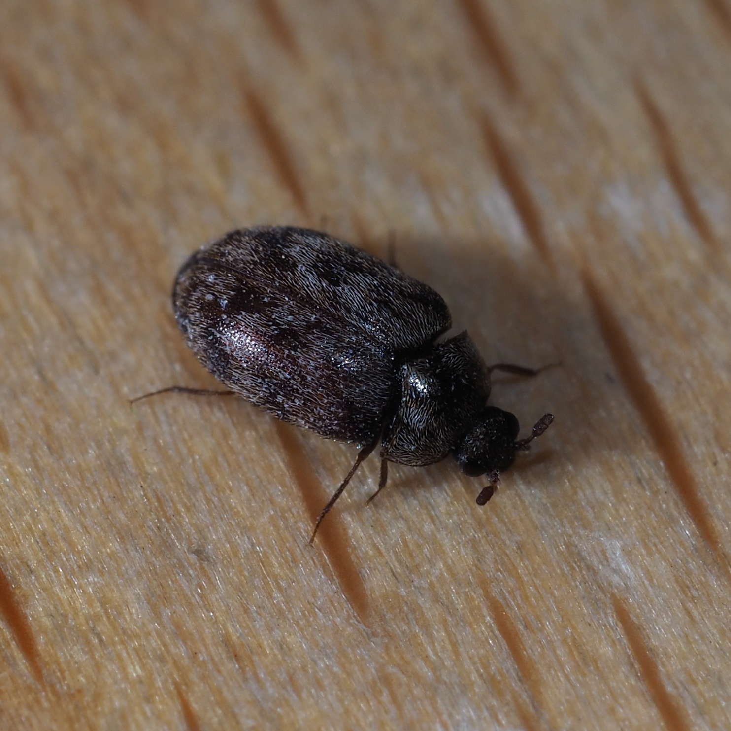 Trogoderma glabrum (Herbst, 1783)