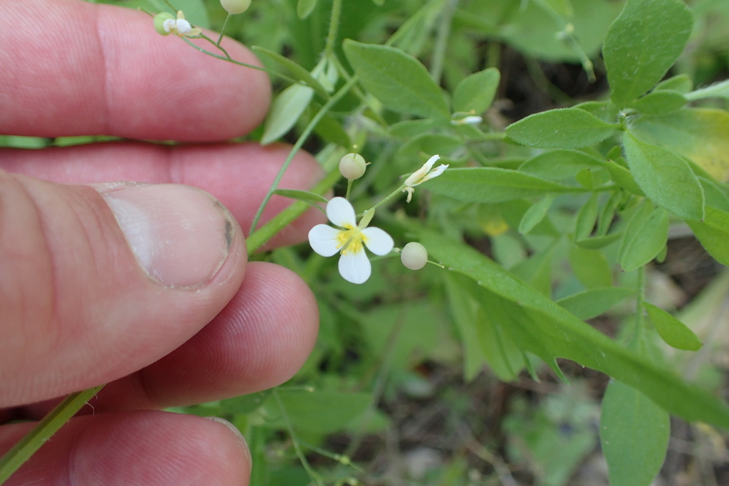 White Bladderpod in April 2020 by Andy Newman · iNaturalist