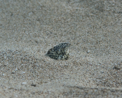 Snake Eels (Ophichthidae) - Marine Life Identification