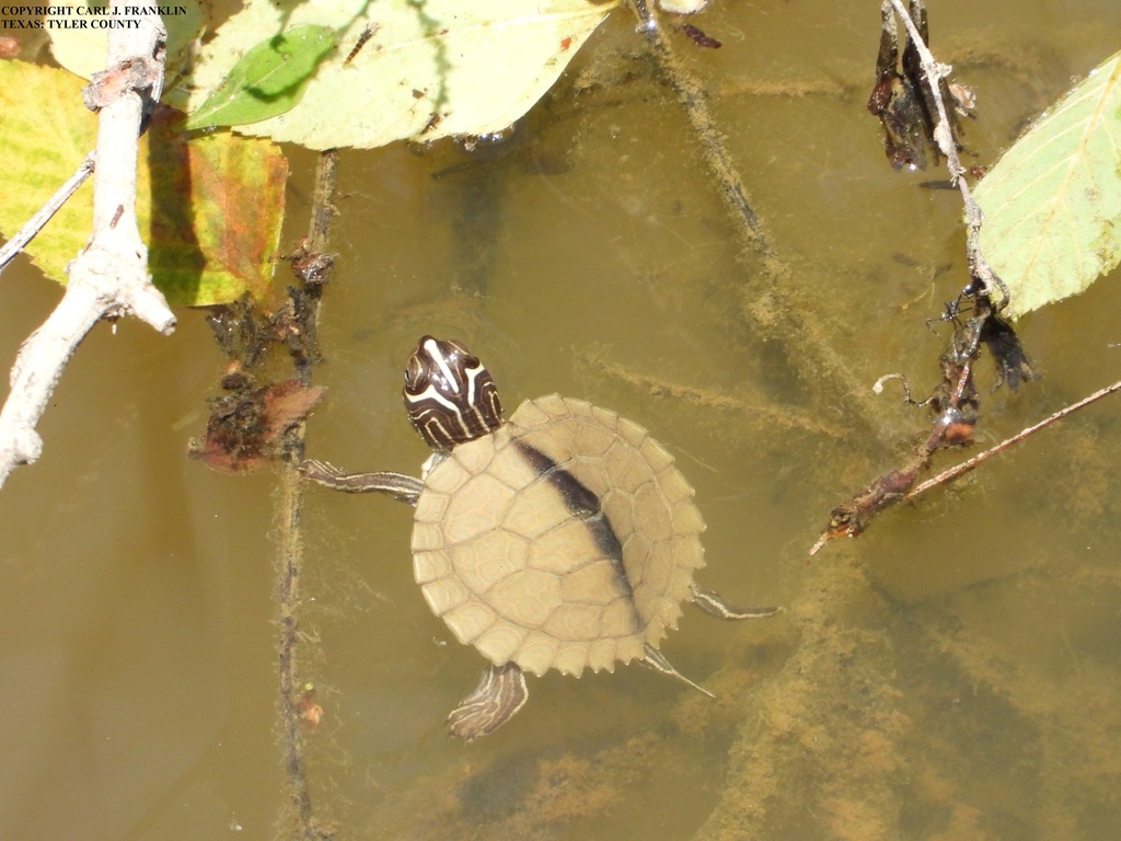 Mississippi Map Turtle (Graptemys pseudogeographica kohnii) - Marine ...