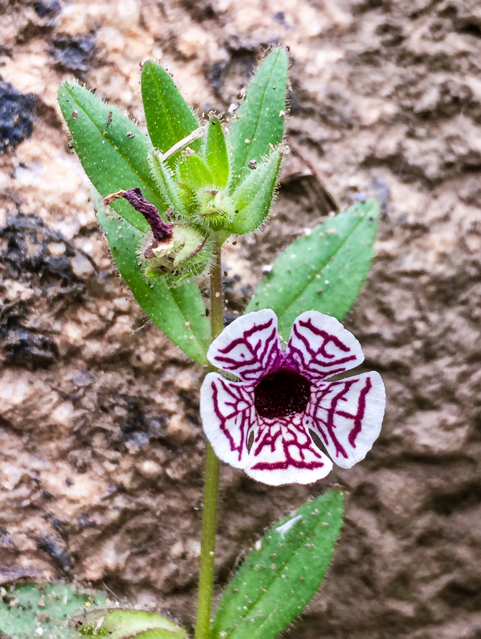 Angiosperm Plants