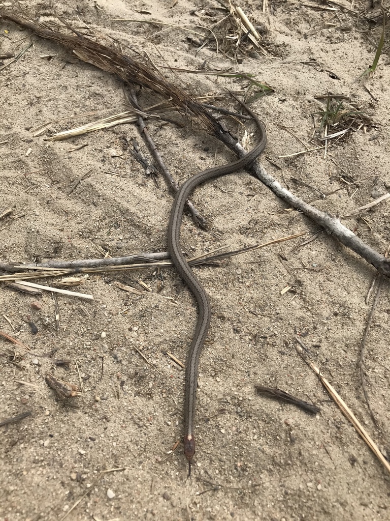 Northern Redbelly Snake from Essa, Essa, ON, CA on April 26, 2020 at 01 ...