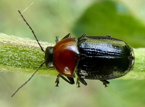Blood-necked Cryptocephalus (Cryptocephalus sanguinicollis)