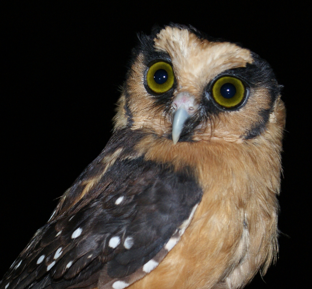 Buff-fronted Owl from La Mar, Perú on August 20, 2010 at 09:27 PM by ...