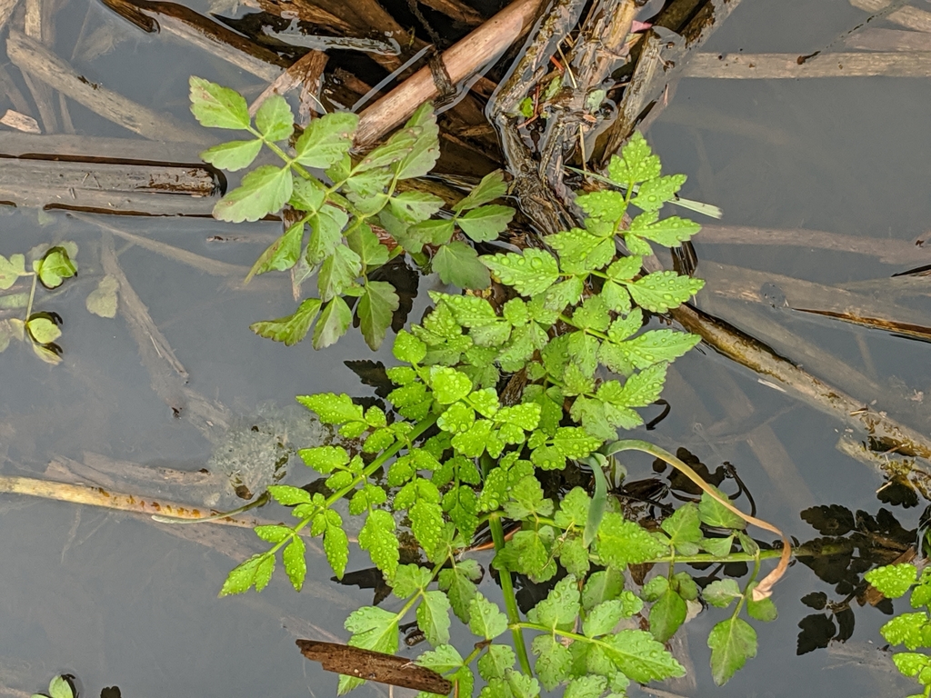 Java water-dropwort from Herndon, VA 20170, USA on April 26, 2020 at 12 ...