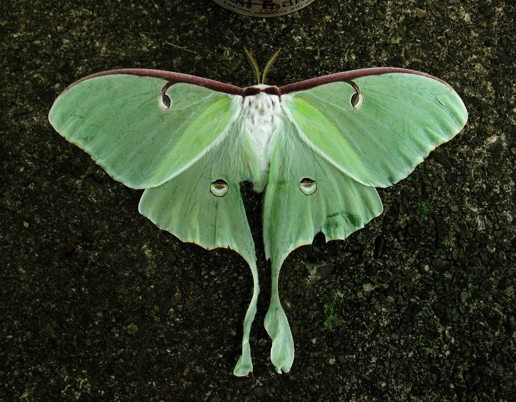 Luna Moth Field Guide To The Wildlife Of Shelby Forest Tennessee Luna Moth Field Guide To The Wildlife Of Shelby Forest Tennessee