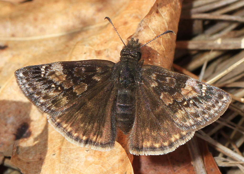 Wild Indigo Duskywing (Butterflies and Skippers of GSMNP) · iNaturalist